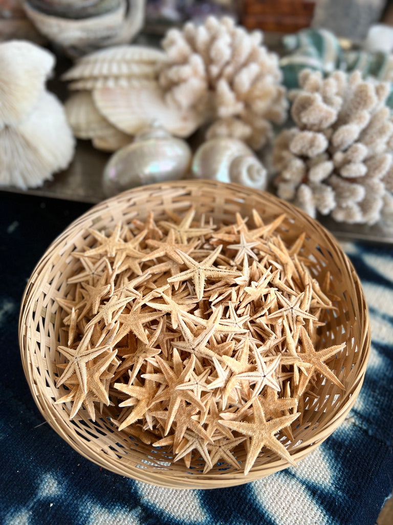 Tiny Tan Sea Stars .1"- 1.38", Set of 50 – Luxe Curations