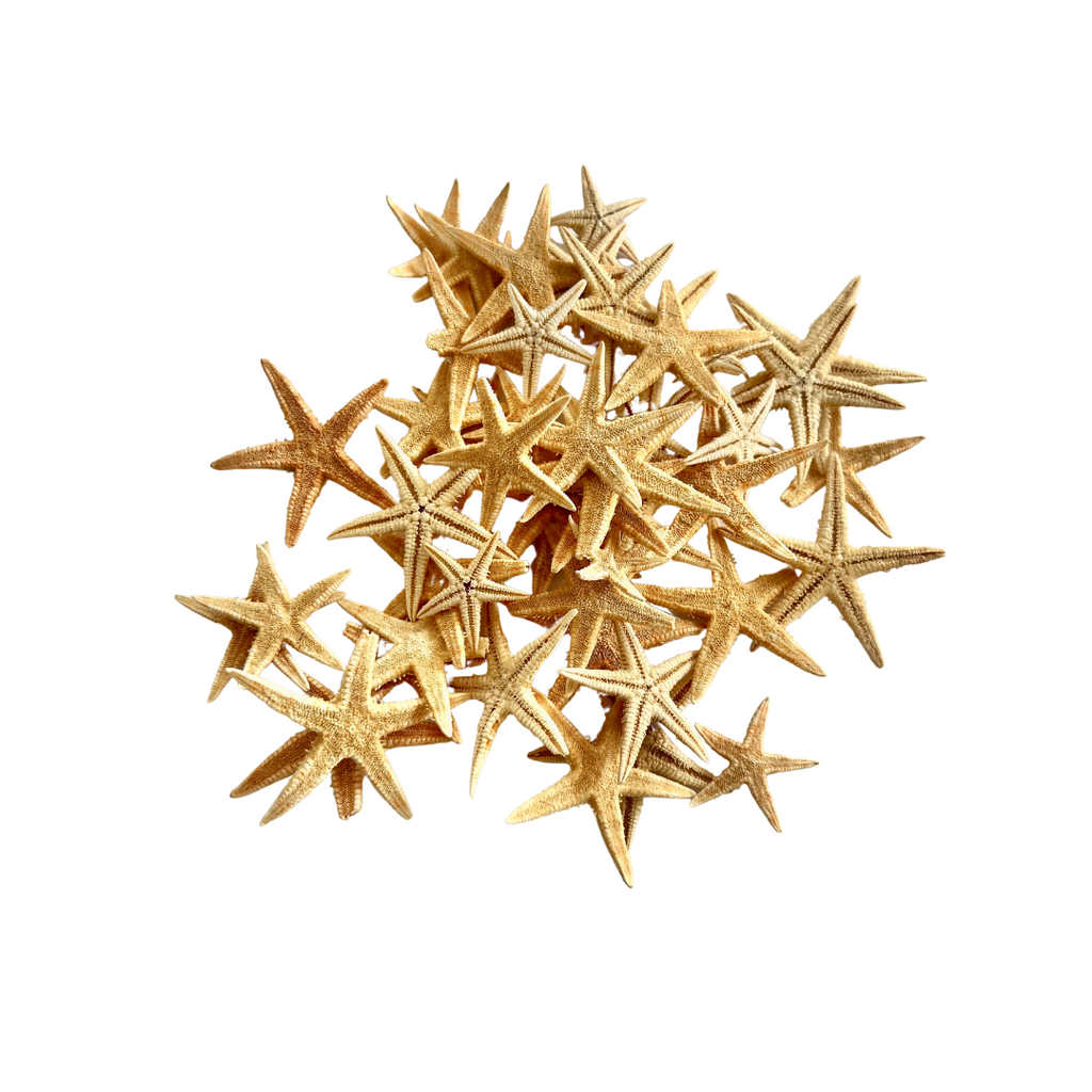 Tiny Tan Sea Stars .1"- 1.38", Set of 50 – Luxe Curations