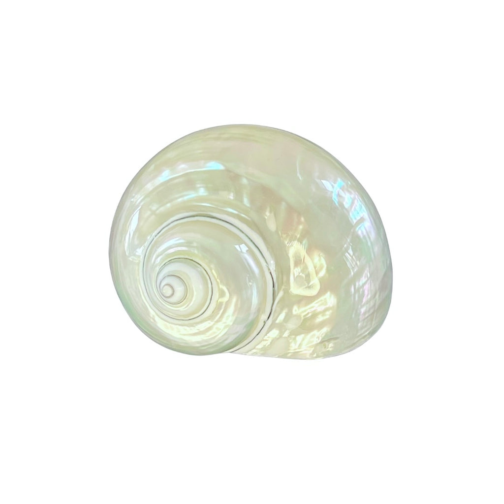 Pearl Turbo, 3.5"- 4" – Luxe Curations